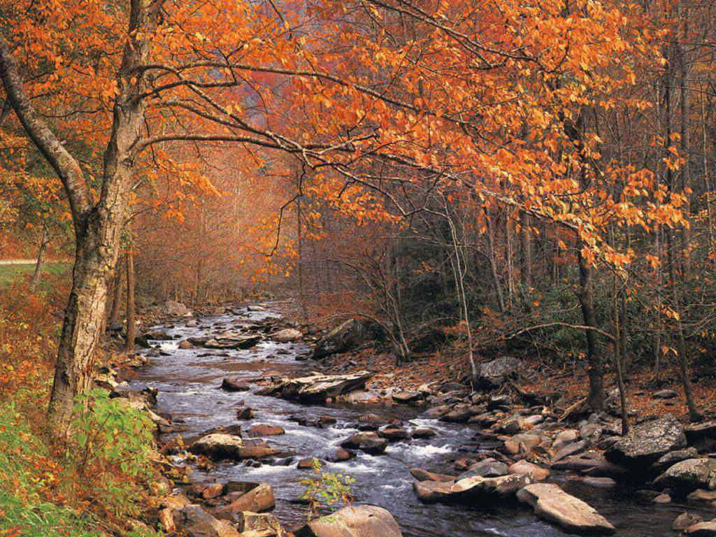 Download free 1024 X 768 Autumn Babbling Brook At Forest Wallpaper ...