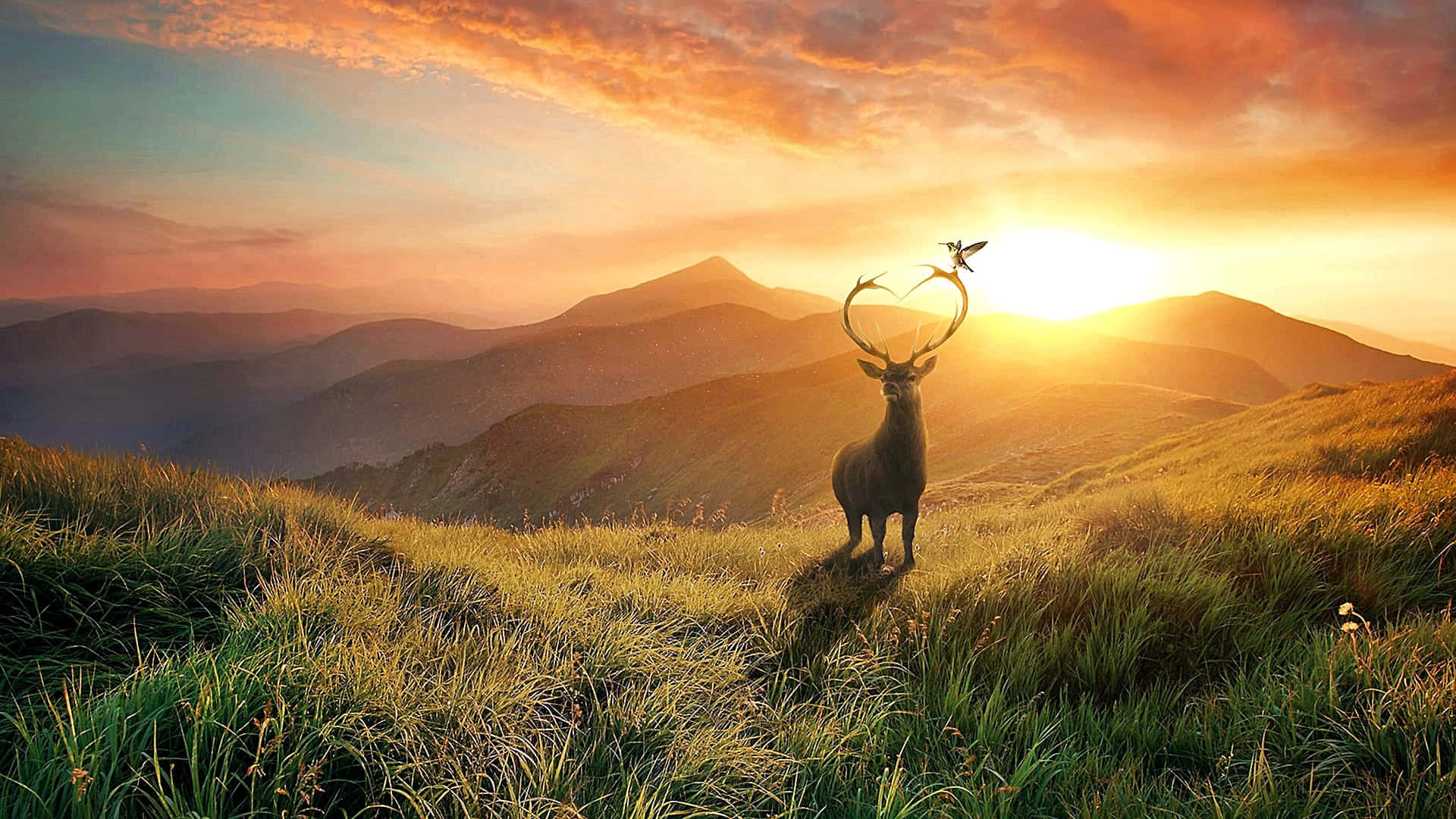 100 Free Cool Deer HD Wallpapers & Backgrounds - MrWallpaper.com