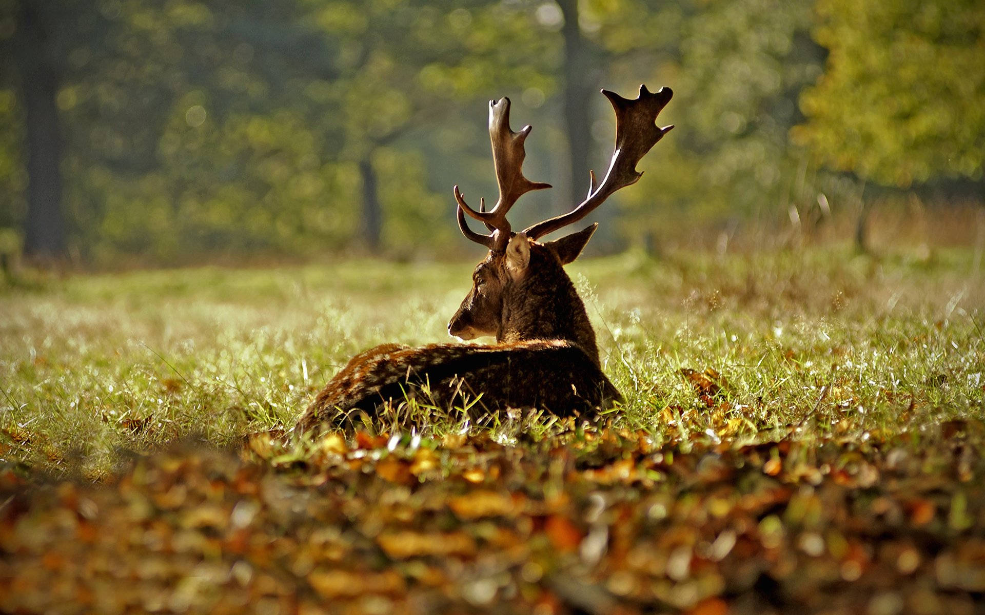 Autumn Buck Wallpaper