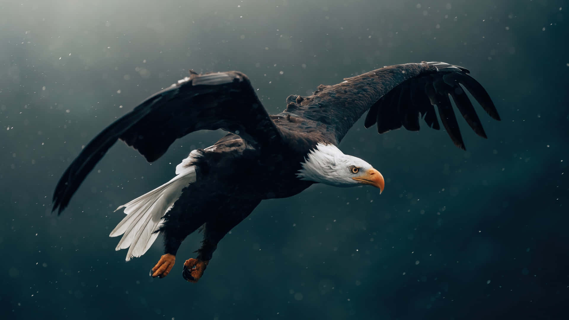 Bald Eagle Bird Screensaver