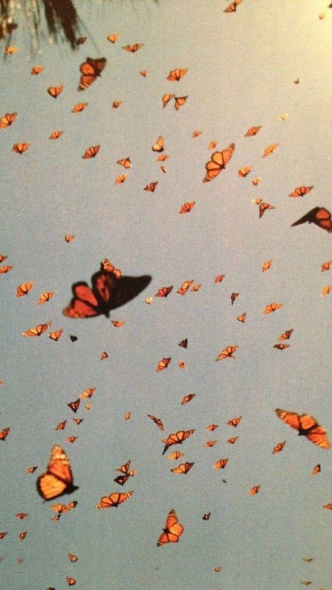 Aesthetic butterfly wallpaper vsco store
