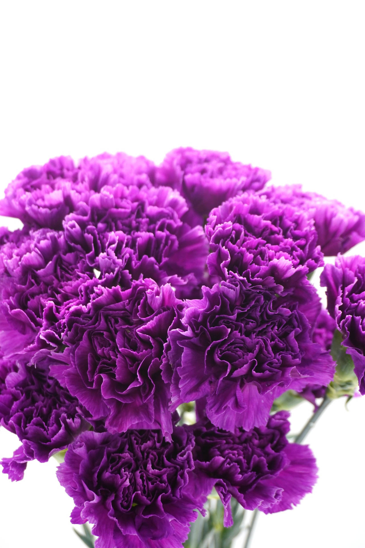 Purple Moon Carnation Centerpieces