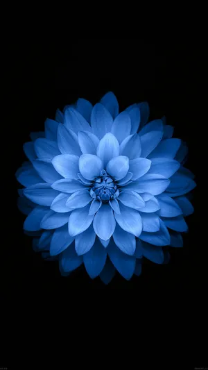 Download free Blooming Flower Iphone 6s Live Wallpaper MrWallpaper